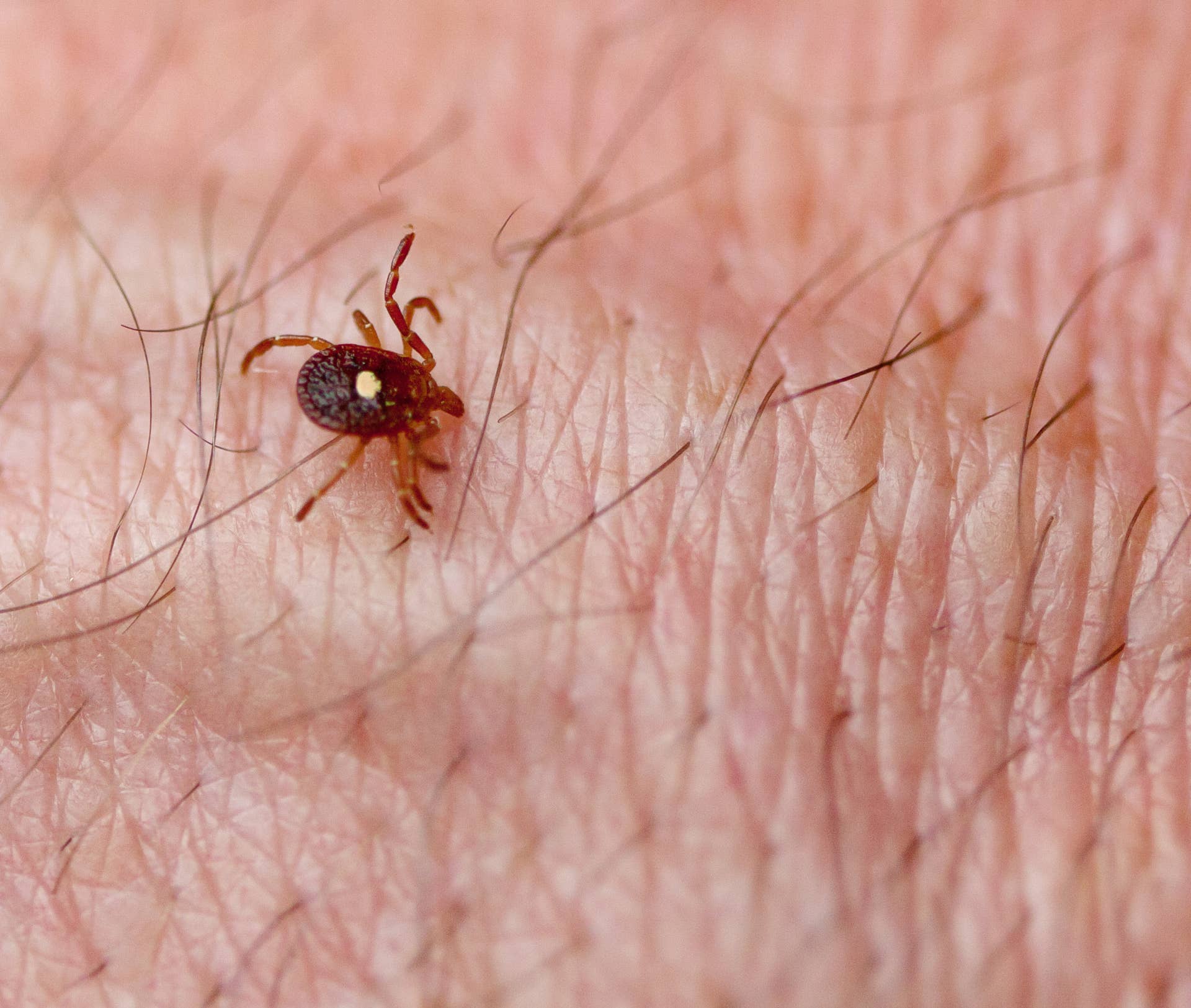 This Tick Bite Could Make You Allergic to Red Meat for Years - Men's ...
