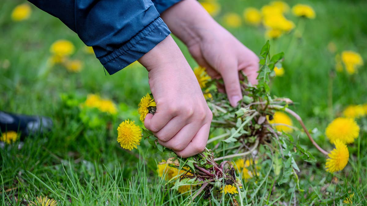 How to Get Rid of Dandelions Naturally and With Herbicides - Men's Journal