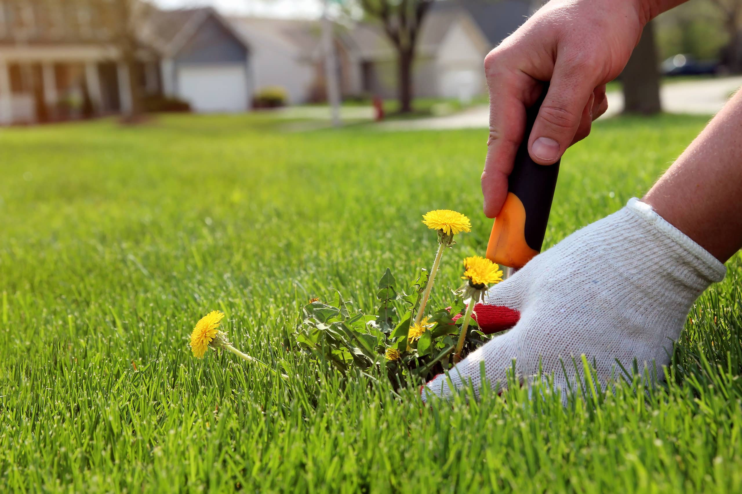 Weed and Feed Guide: When To Apply for Best Results - Men's Journal