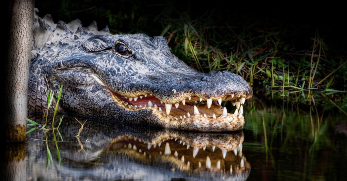 Gator Bites Off Florida Man's Arm While Peeing Behind Bar