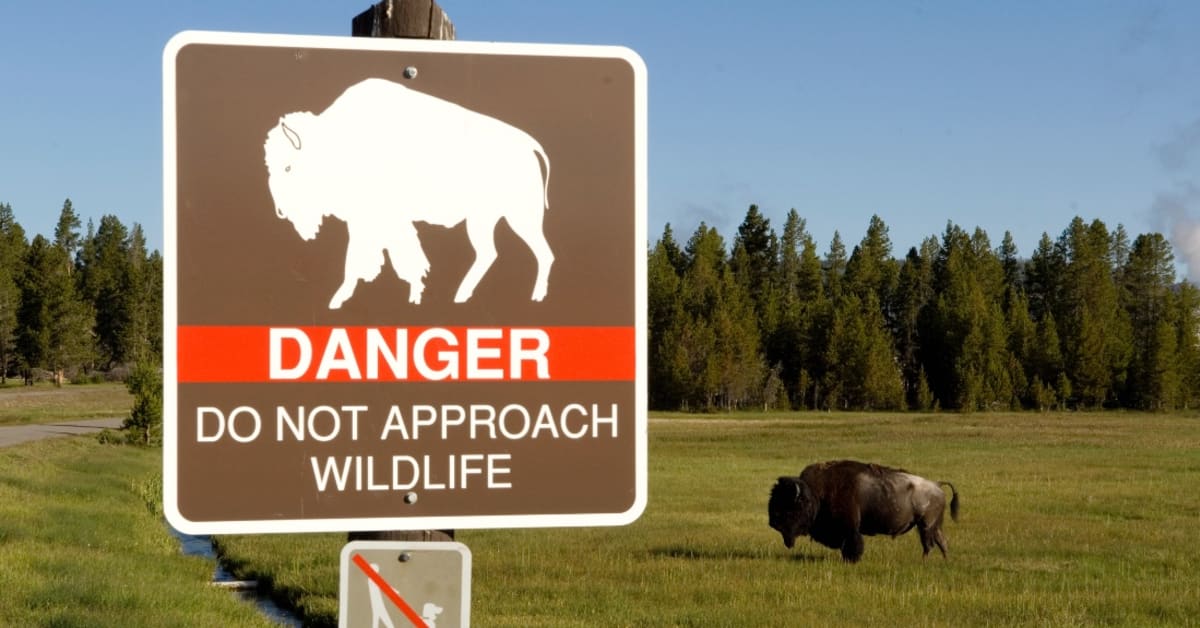 Yellowstone Sees Spike in Dangerous Animal-Tourist Interactions