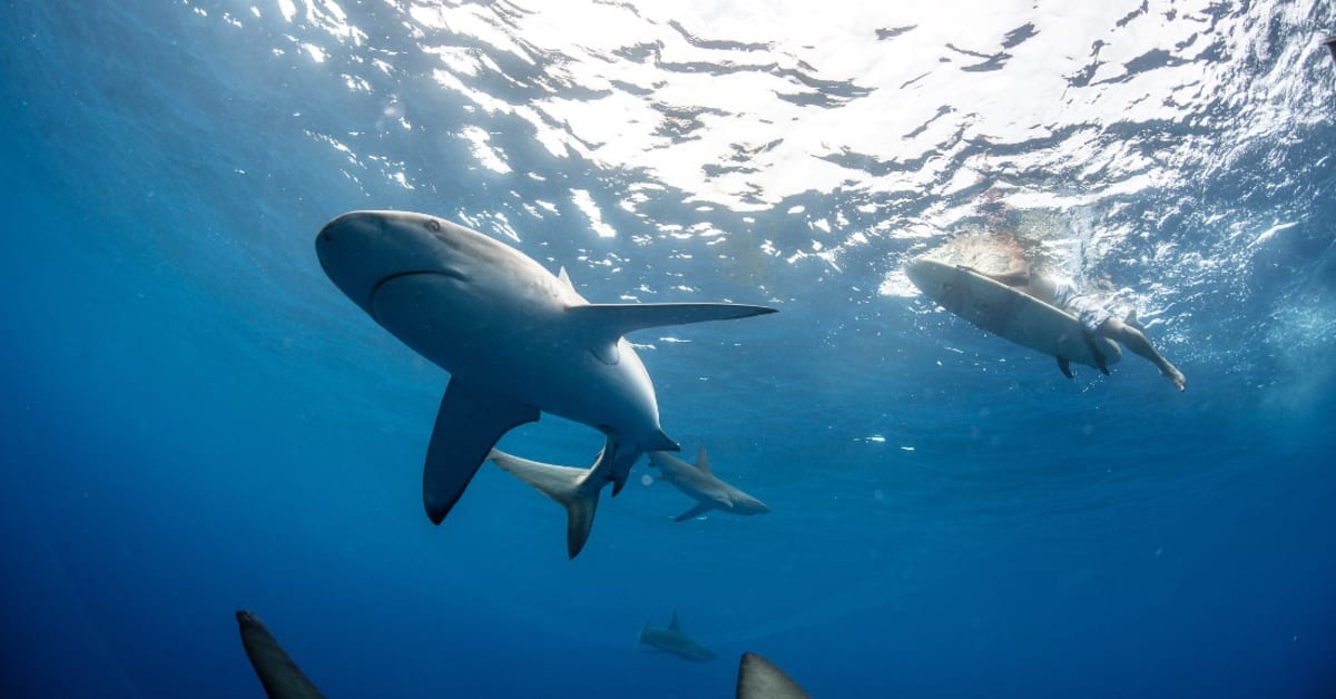 Shark Lab Study Reveals How Closely Sharks Swim To Humans