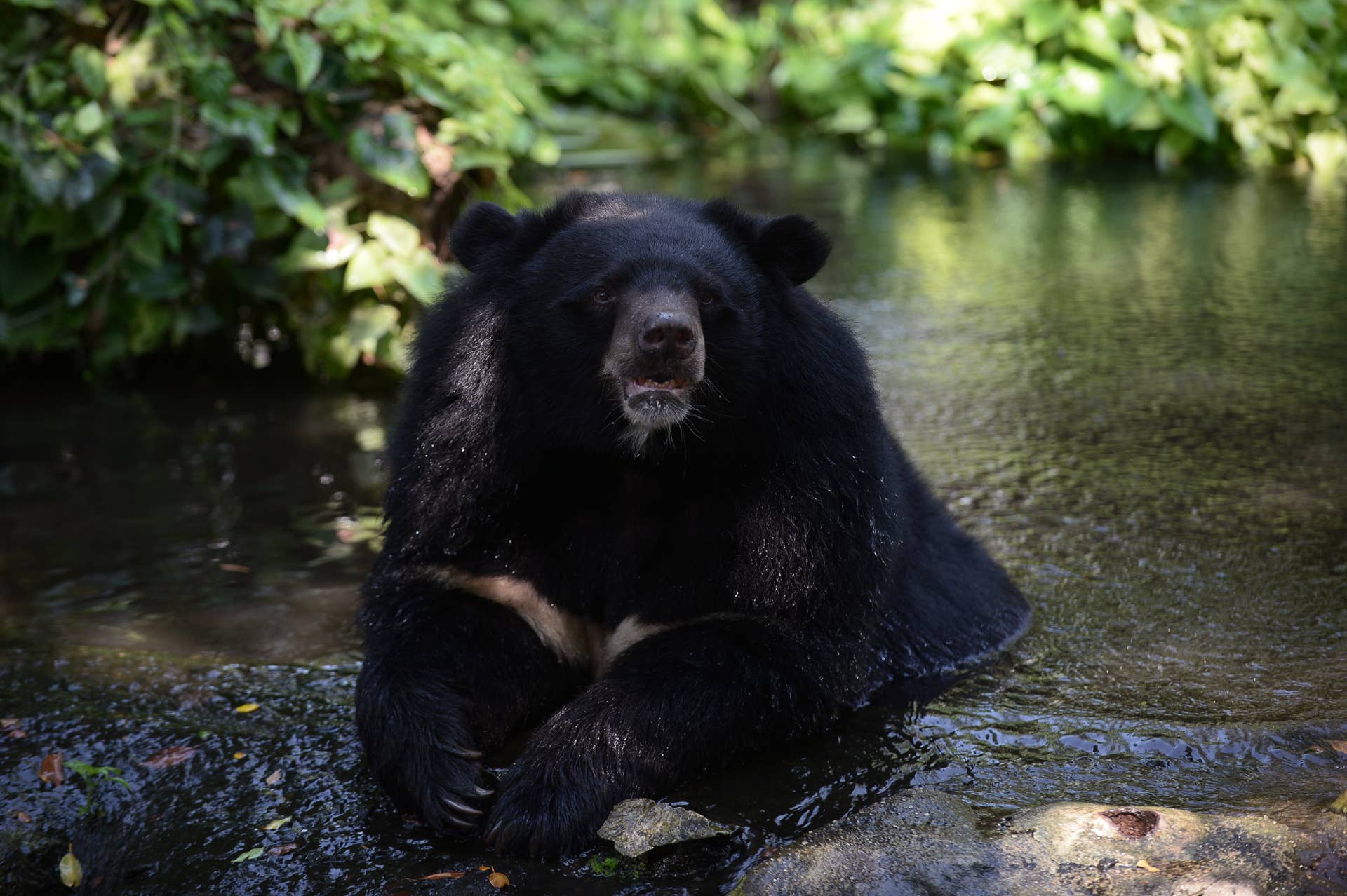 Video Shows Florida Black Bear Swimming at the Beach