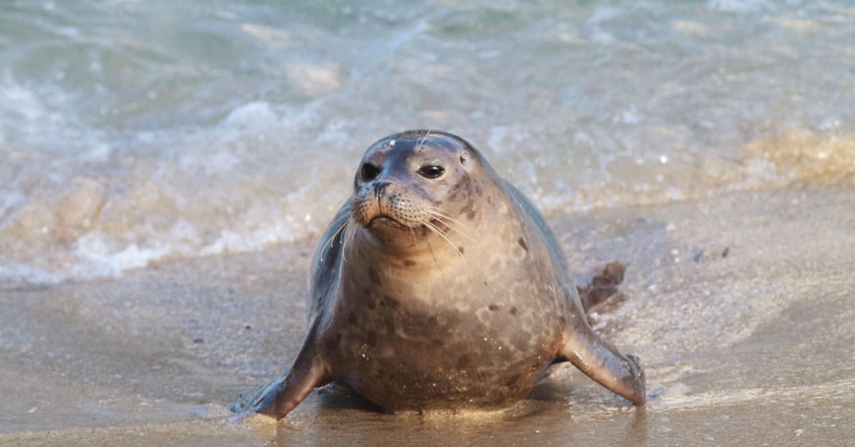 Baby Seal Goes Surfing at Pacific Beach, San Diego in Video
