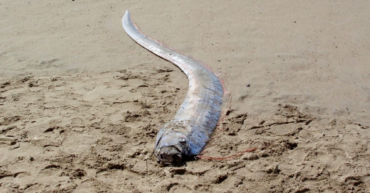 Giant 'Doomsday' Oarfish Encountered by Divers In Taiwan