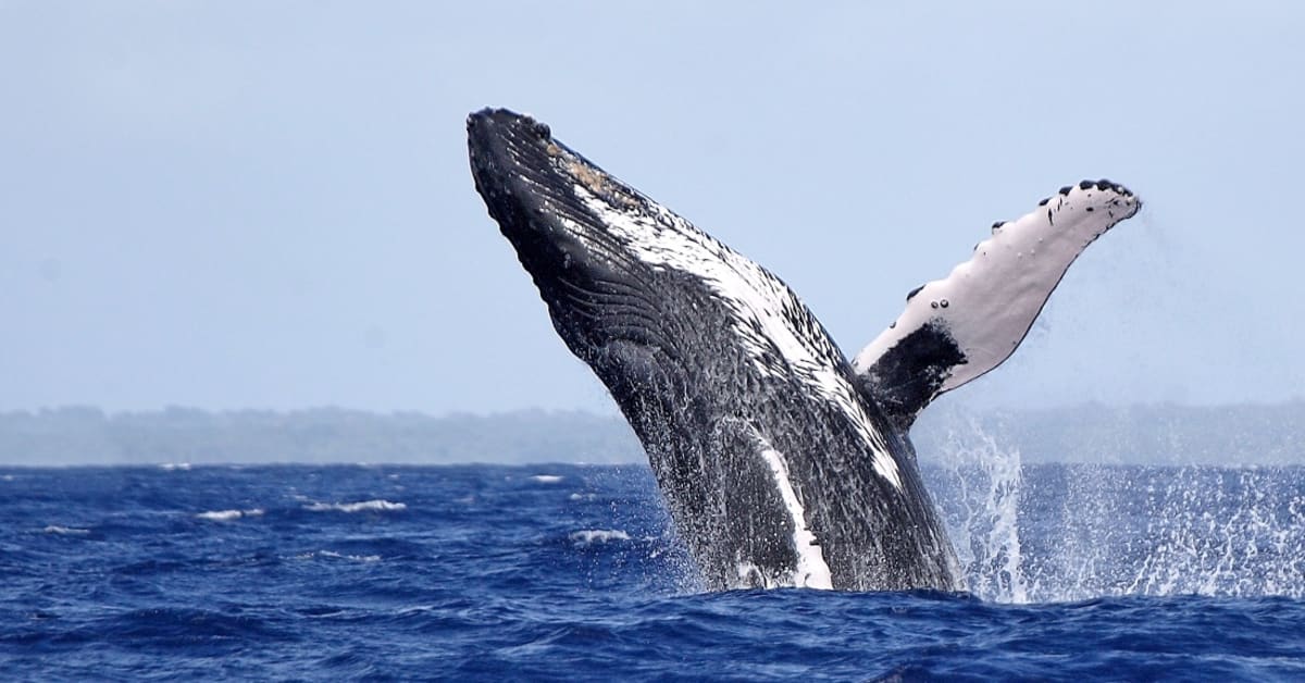 Three Humpback Whales Perform Synchronized Jump Off Cape Cod