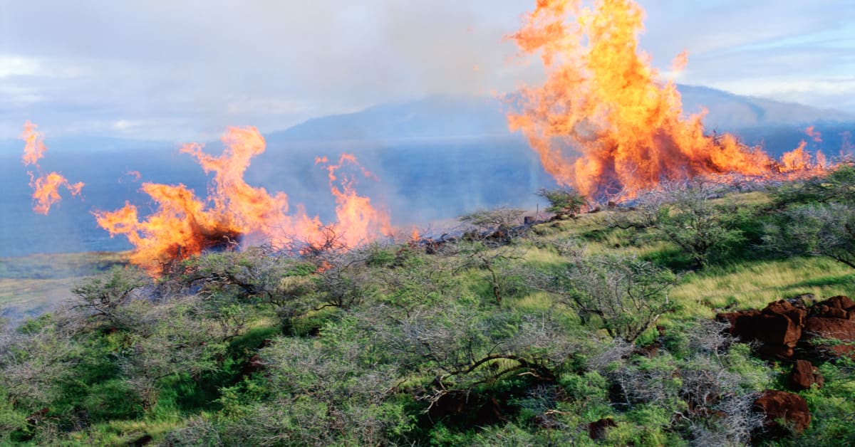 Maui Fires Burn Important Hawaiian Historical Sites Maui Fires Burn Important Hawaiian Historical Sites