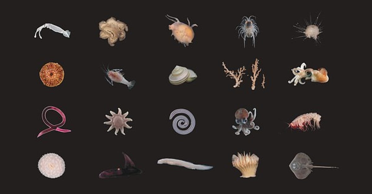 Scientists Find Nearly 100 New Species, Including Several Fish, During ...