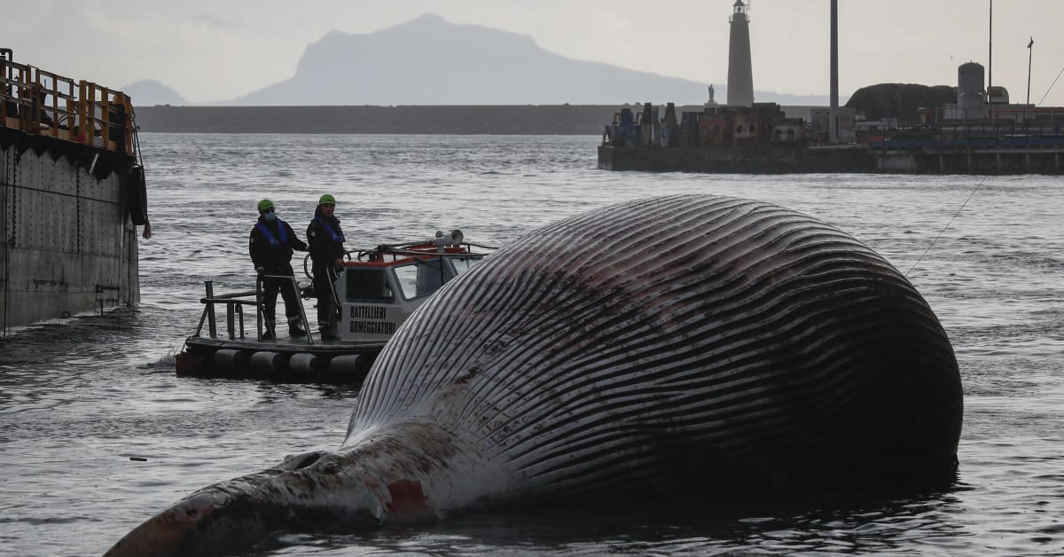 Fishermen Discover Huge Whale Carcass Off Norway Close to Exploding