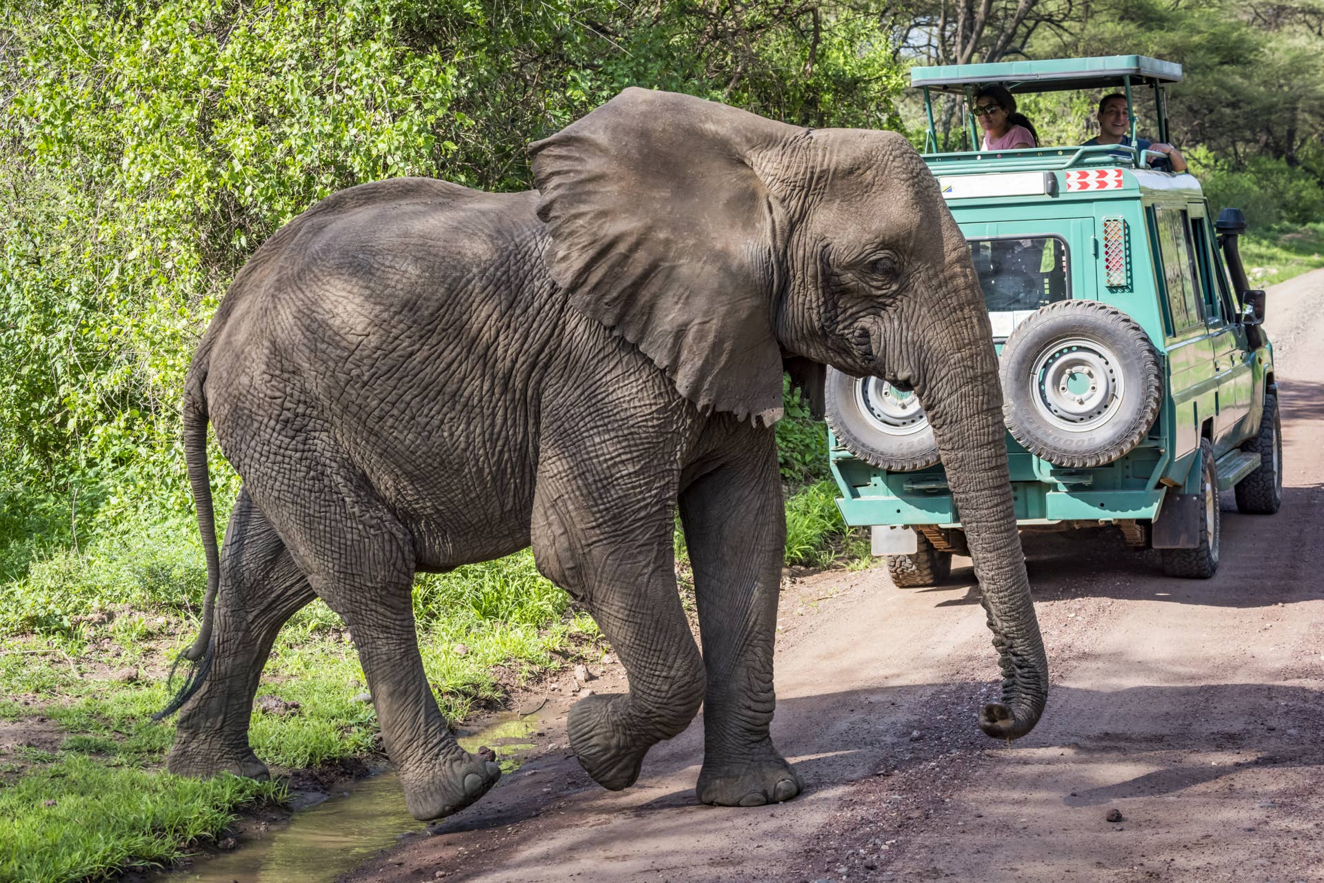 African Elephant Lifts Up Safari Truck in Dramatic Video, Terrorizing ...