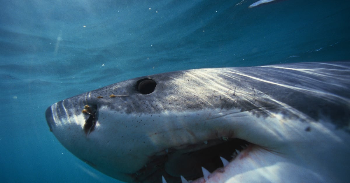 Great White Shark Circles Massachusetts Boaters in Shocking Video