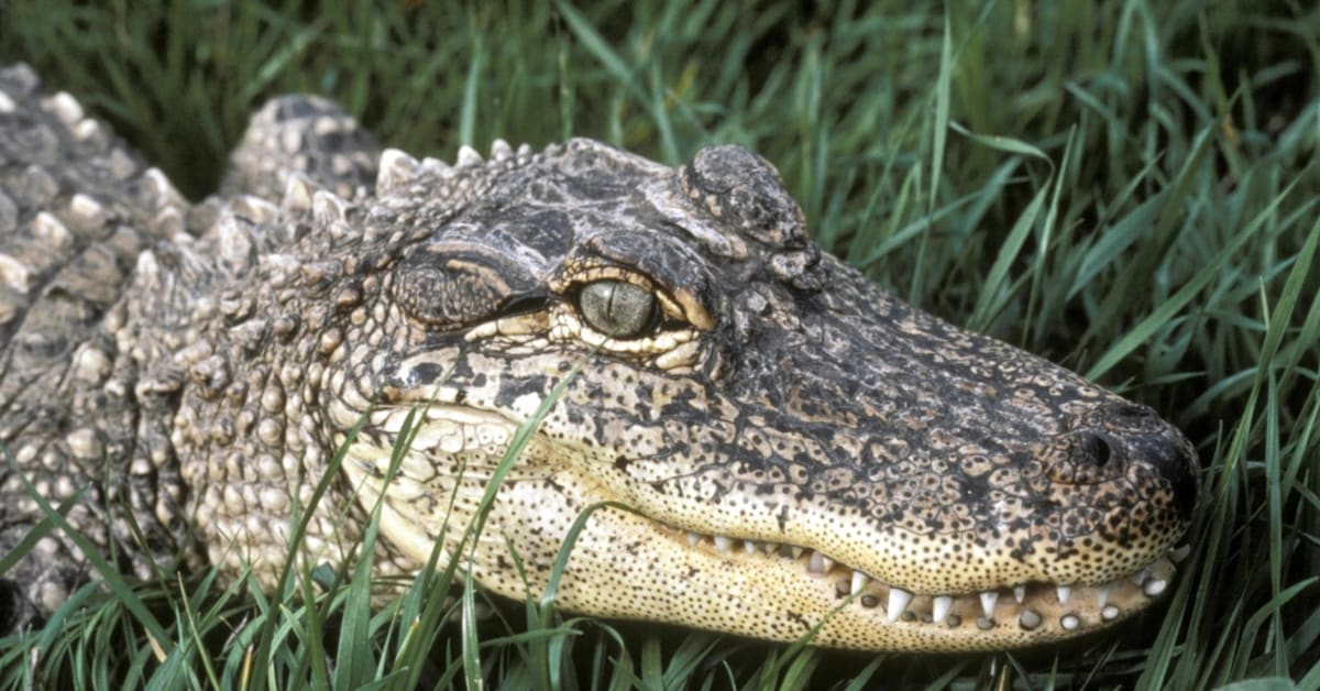 'Emotional Support Alligator' Turned Away From Phillies Game - Men's ...