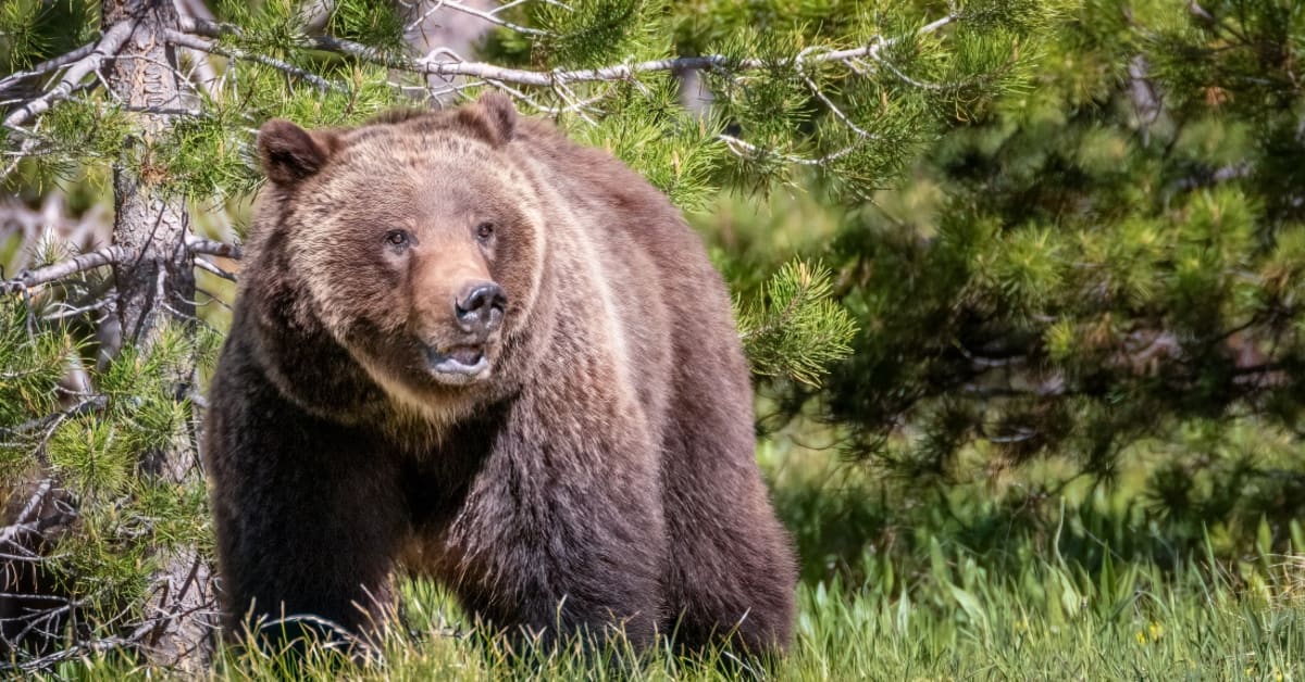 Couple Dead in Grizzly Bear Attack in Banff National Park - Men's Journal
