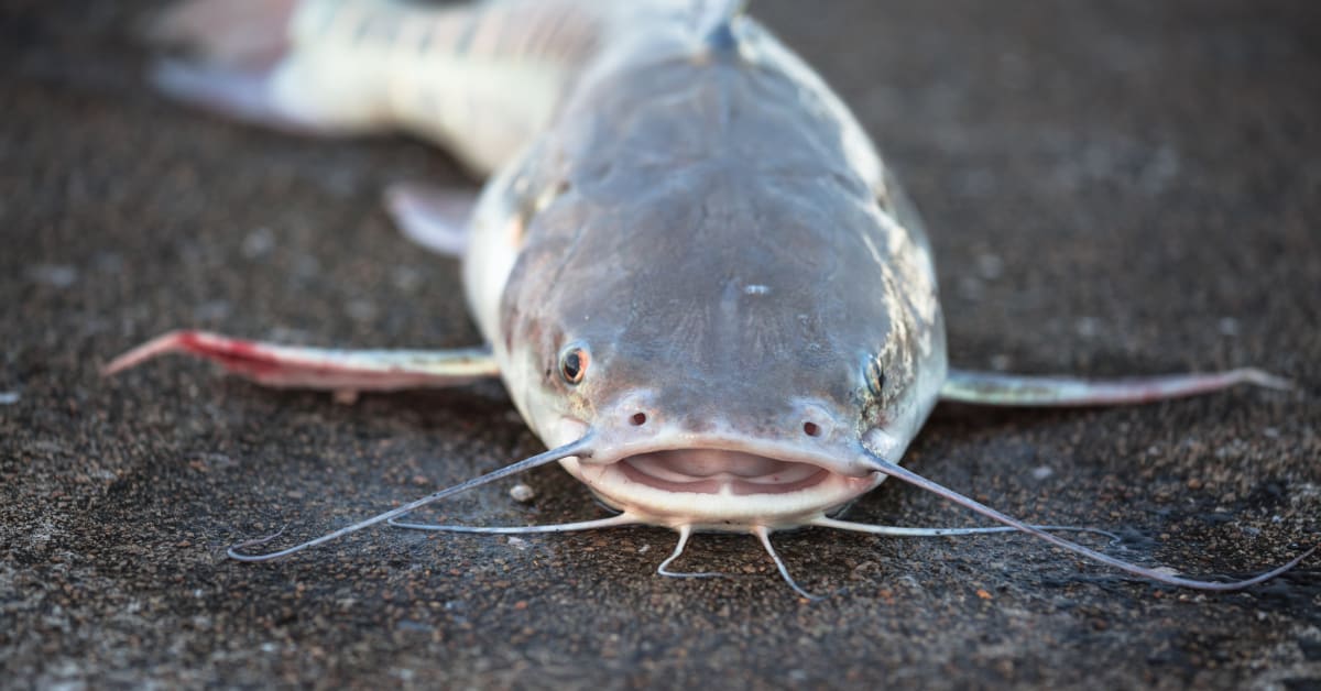 'Zombie Catfish' Are Being Found in U.S. Waterways, Pointing to a Disgusting Explanation