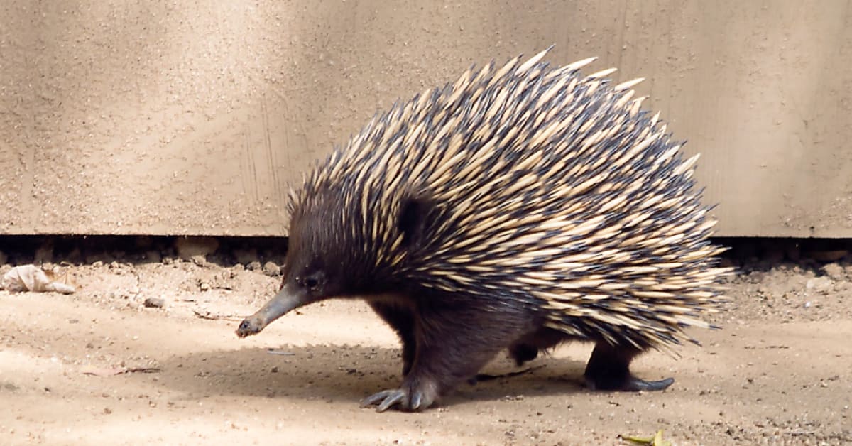 Rare Echidna Believed to Have Been Extinct Spotted for First Time in ...