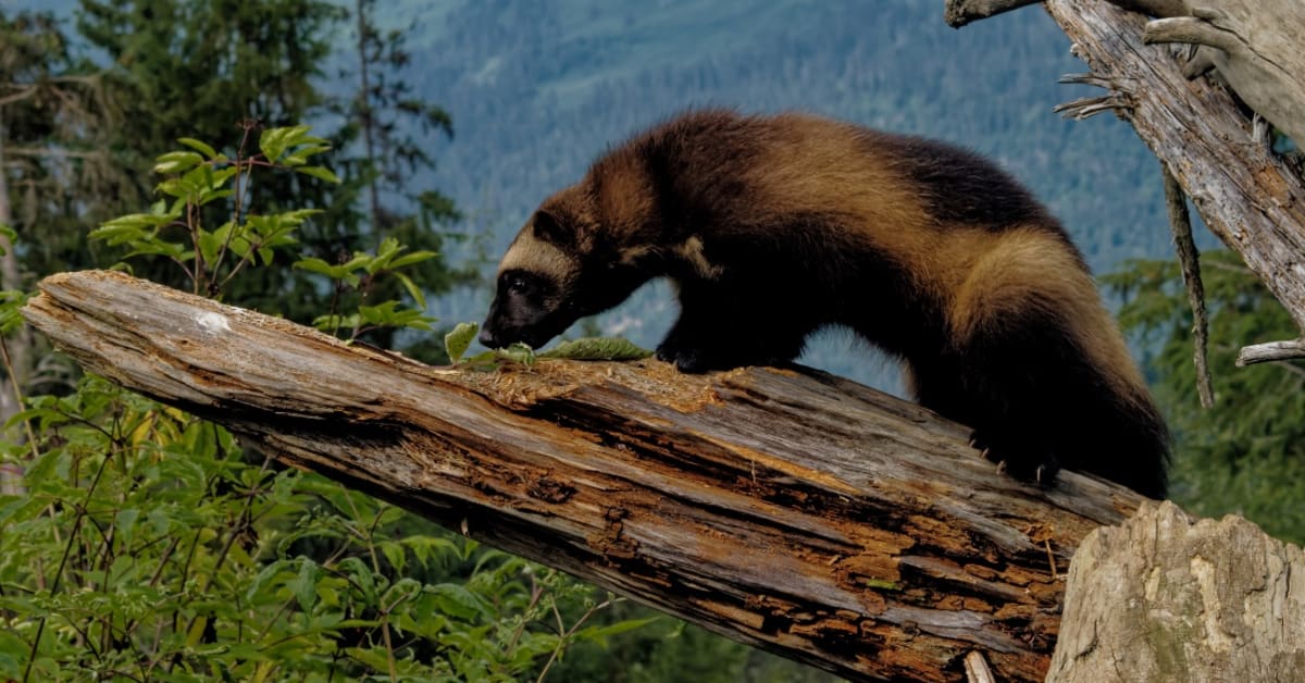 Wolverines Now Listed as 'Threatened' Under the Endangered Species Act ...