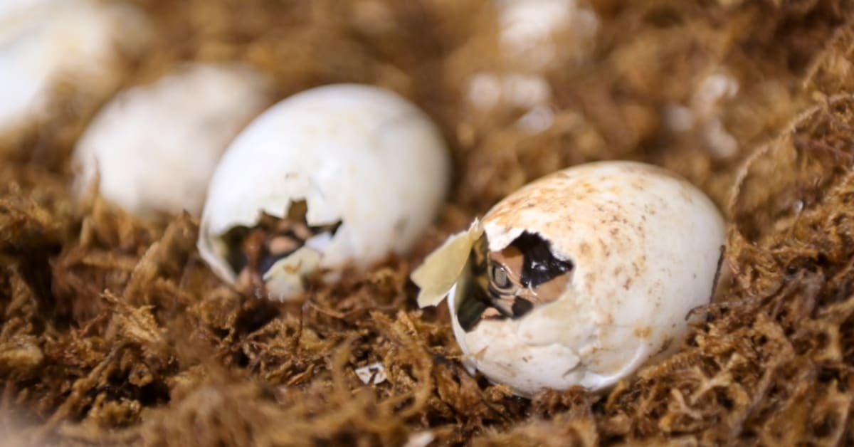 'Beyond Rare' White Leucistic Alligator Born In Captivity for First ...