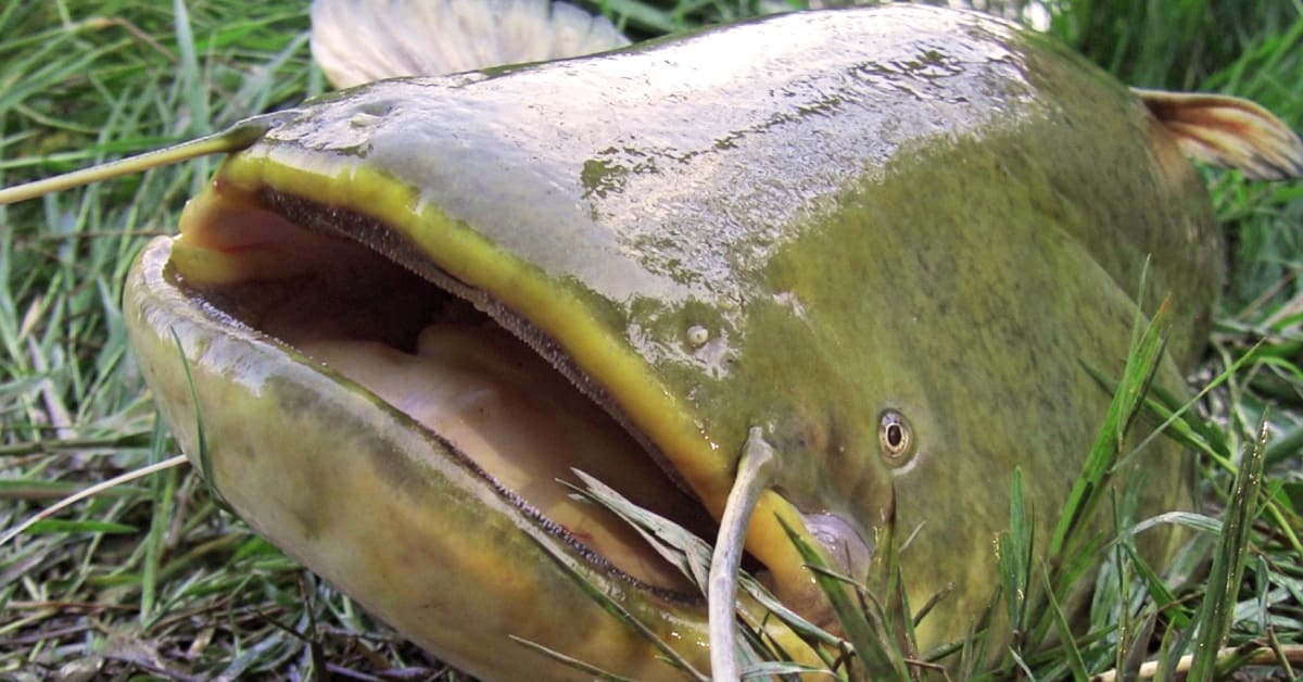 Angler Who Caught Massive Wels Catfish Is Turning Down the U.K. Record