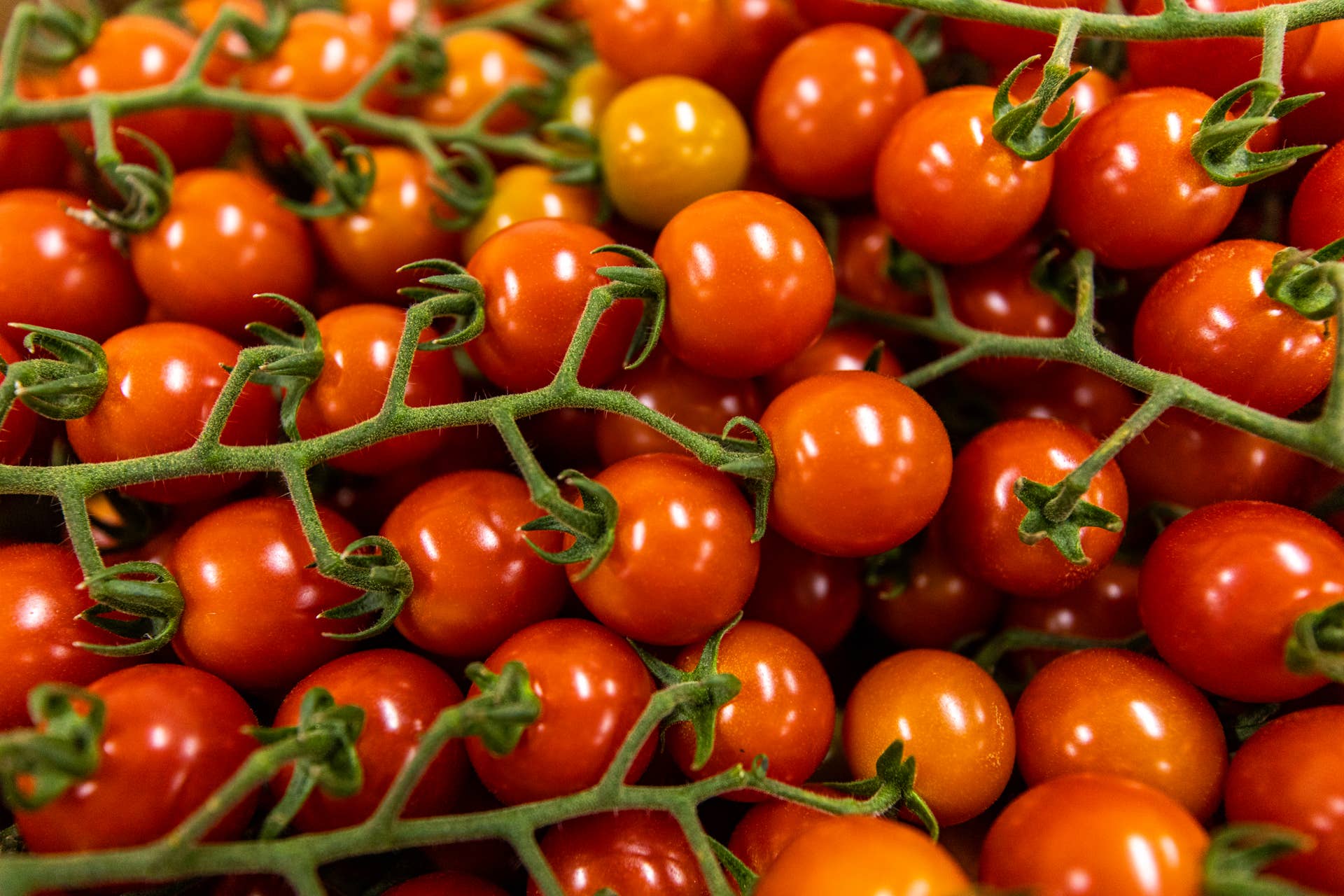 Tomatoes Recalled After FDA Warns of Severe Health Risk
