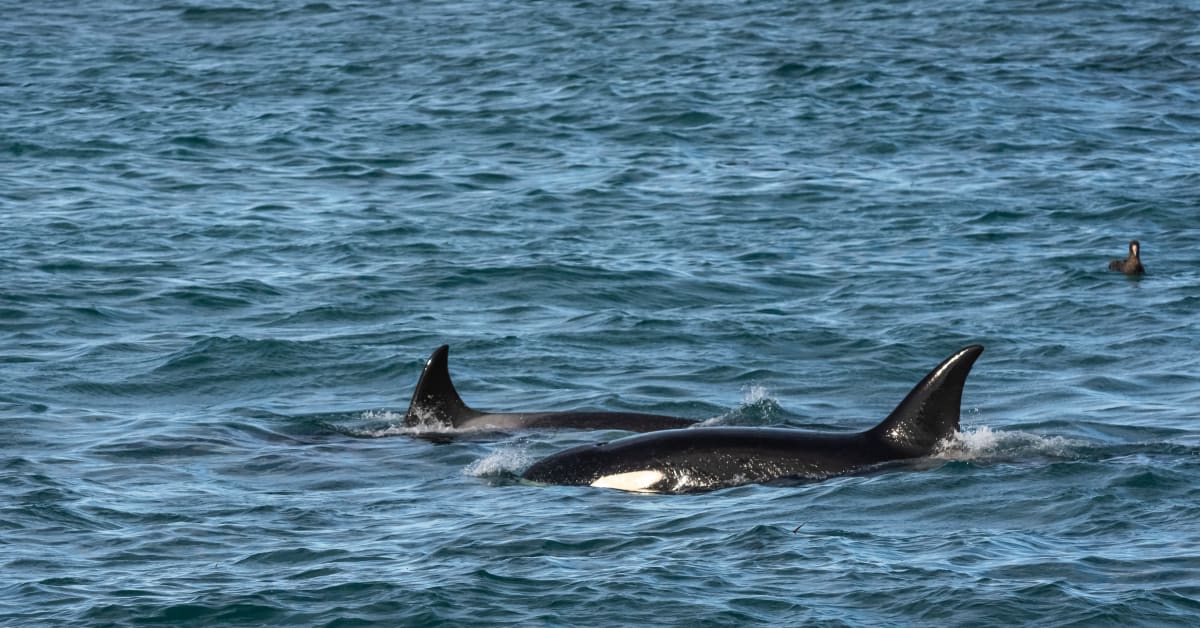 Video Catches Latest Orca Attack on Luxury Yacht in Straight of Gibraltar