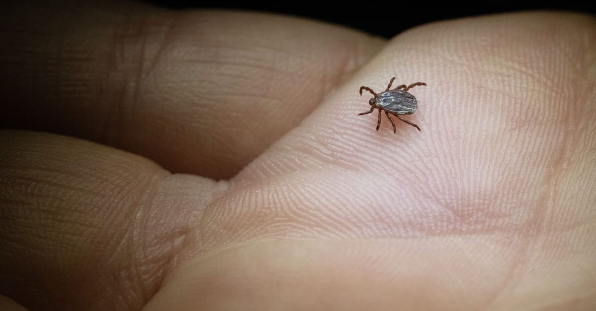 Scientists Sound Alarm on New Tick Behavior That Puts More People in Danger