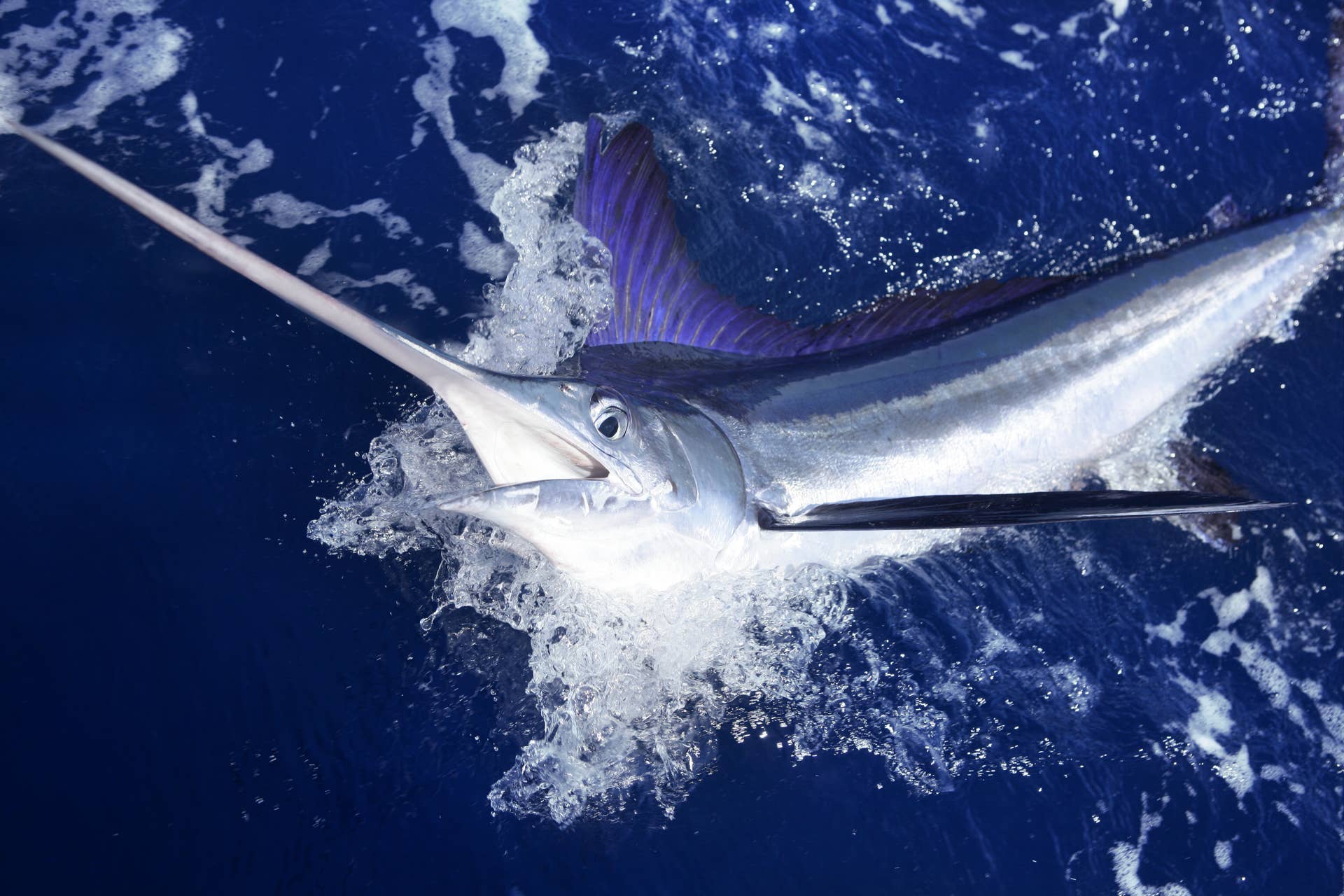 Fisherman Stabbed Through Skull by Rare Trophy Fish