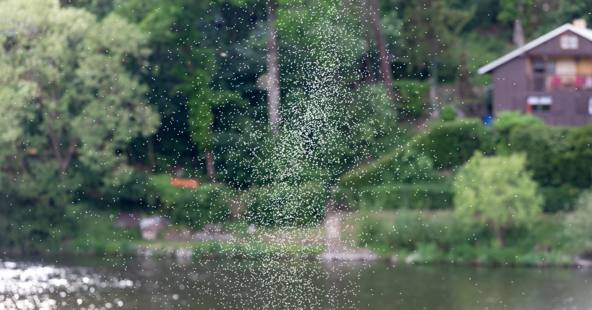 Mother Suffers Freak Accident After 'Dozens' of Mosquito Bites