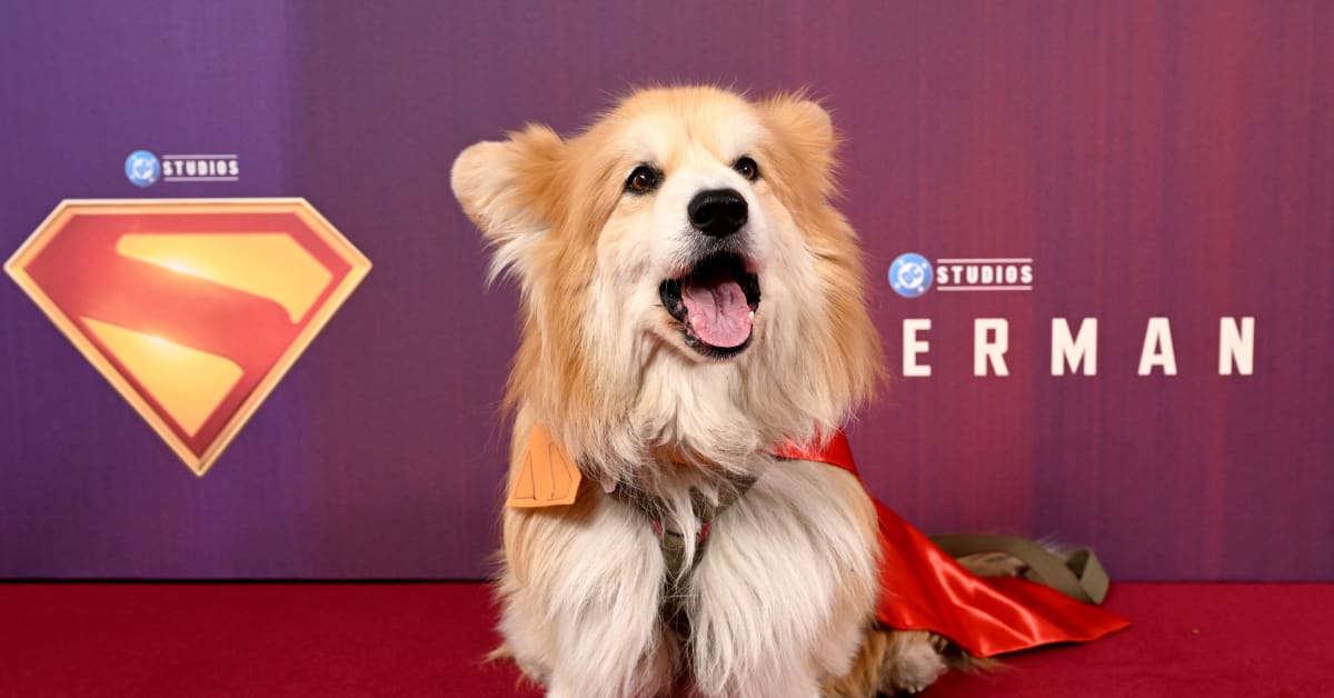 'Superman' May Be Saving Lives in the Real World. All Thanks to Krypto ...