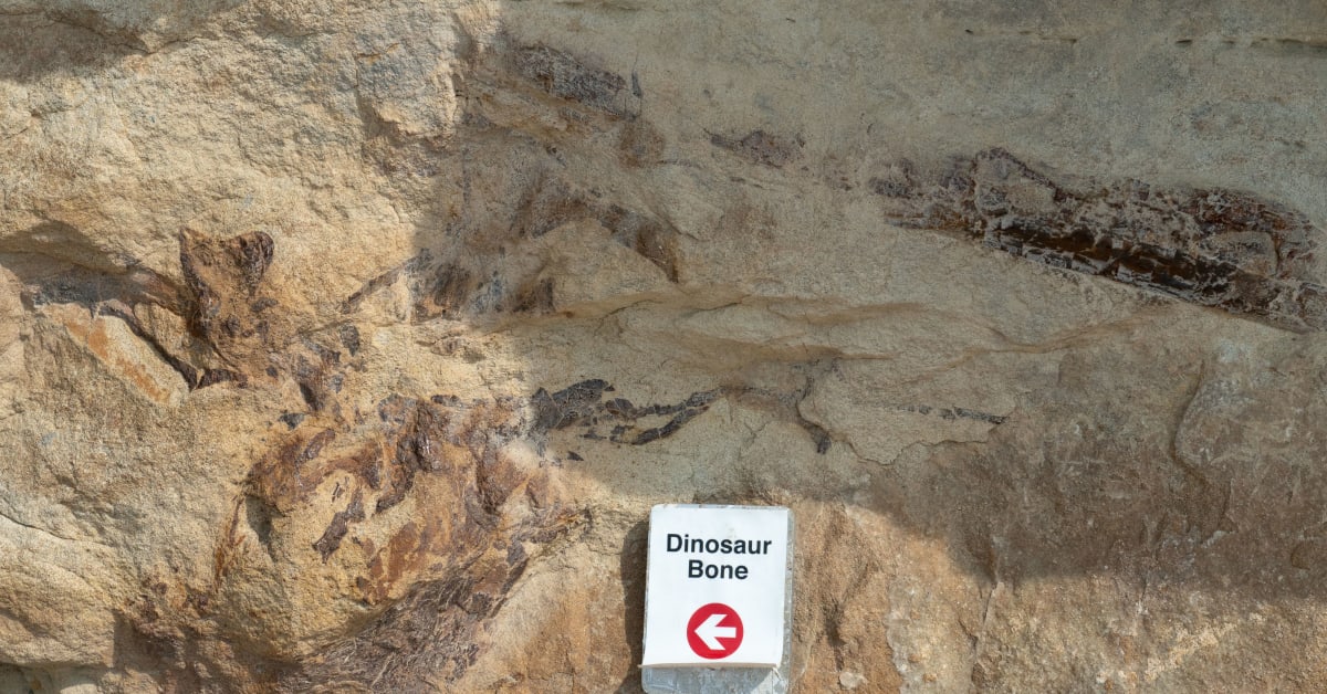 Paleontologists Discover Prehistoric ‘Dance Floor’ Where Dinosaurs ...