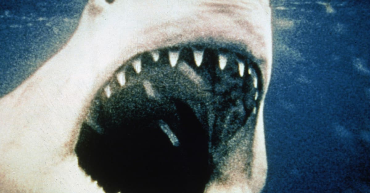 The Best Shark Movie of All-Time, According to Rotten Tomatoes