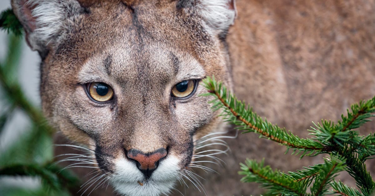 Mountain Lion Mauling Child Forces Closures at Popular National Park