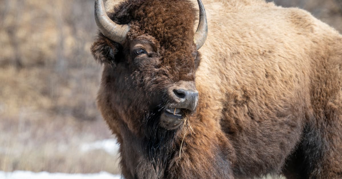 Incredible Footage Shows Bison Fighting Off Wolf Pack in Yellowstone