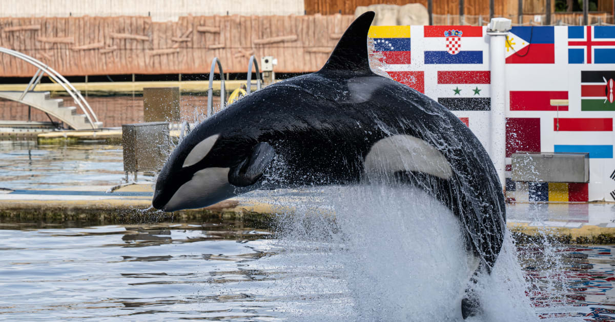 Was Trainer 'Jessica Radcliffe' Killed in an Orca Whale Attack? The ...