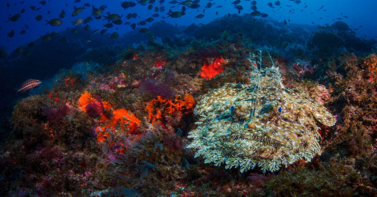 Rare Anglerfish Fish Captured for First Time Live on Camera