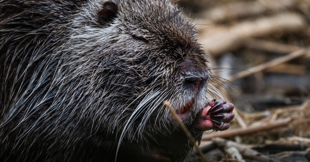 Eating Invasive Nutria to Protect Environment