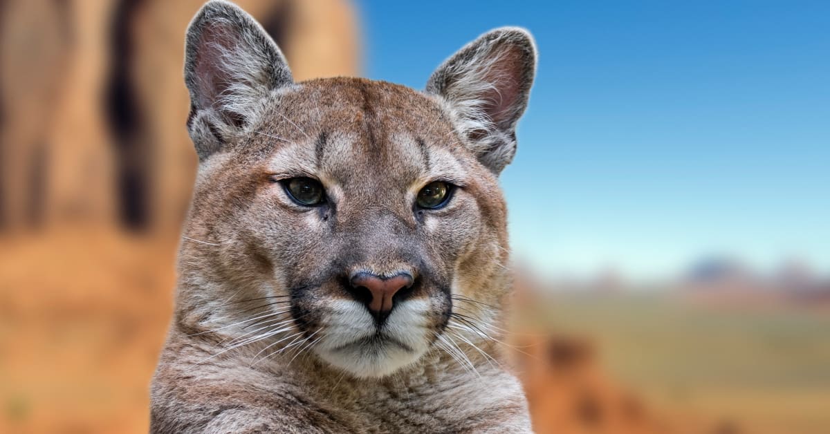 Rare Albino Puma Cub Born Into Captivity at Nicaraguan Zoo Men s Journal