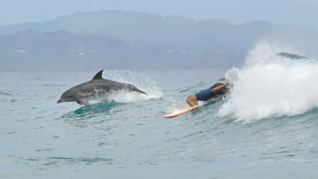 Japanese Beach Sees String Of Aggressive Dolphin Attacks On Swimmers