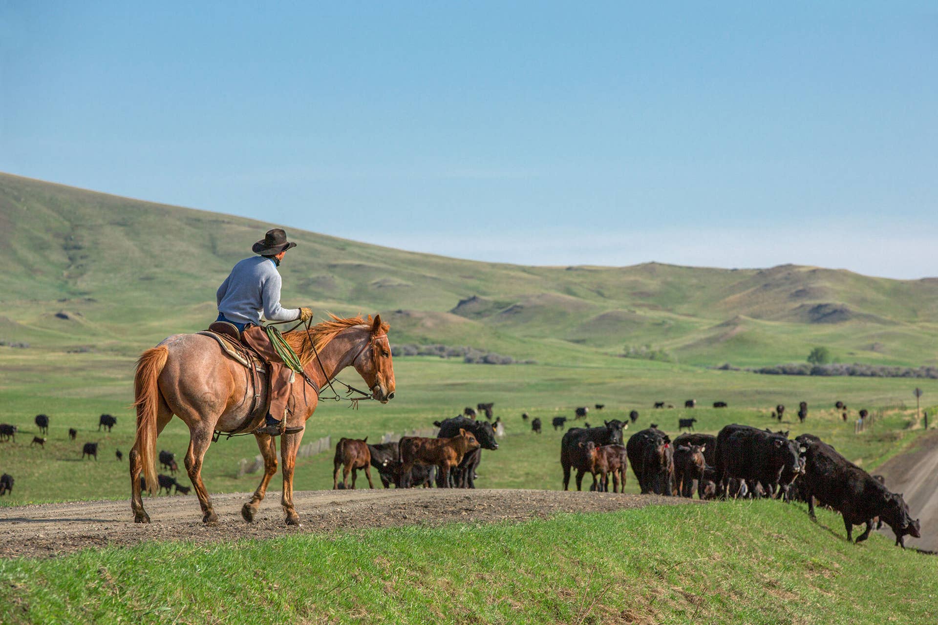 A Closer Look at Montana's Cattle Drive Legacy