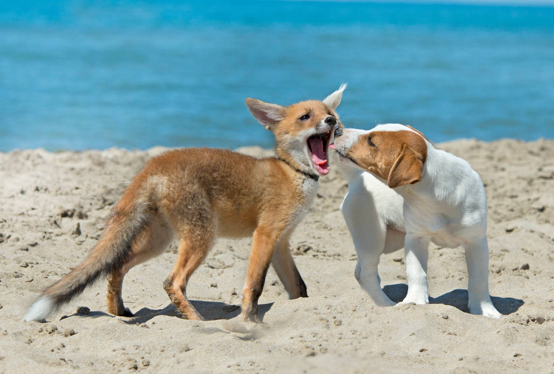 Dog Fox Hybrid Discovered In Brazil