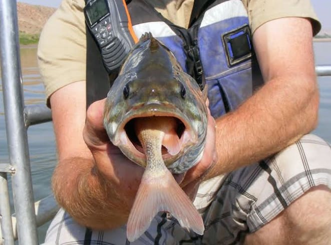 Invasive predators threaten Colorado River basin's endangered native fish