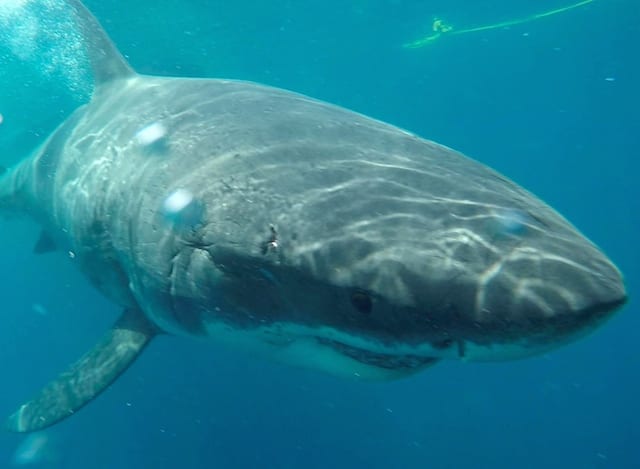 Great white sharks attack fishing boat during harrowing encounter off LA