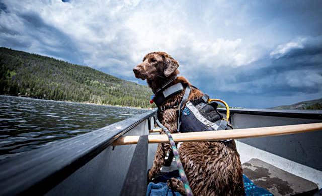 Essential Guide to Canoeing and Kayaking With Dogs