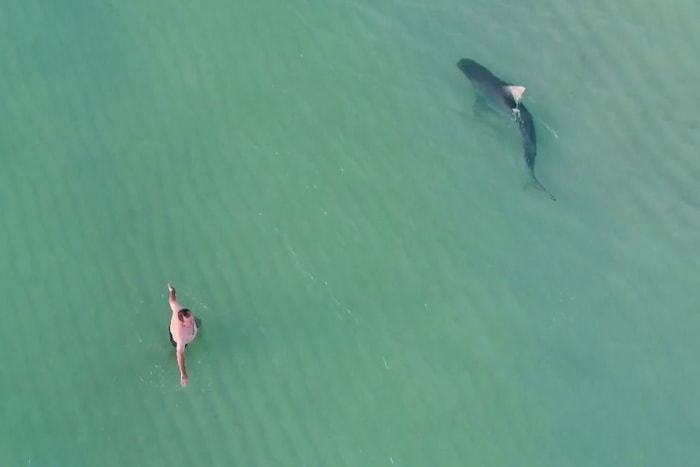 Tiger shark swims dangerously close to clueless swimmers
