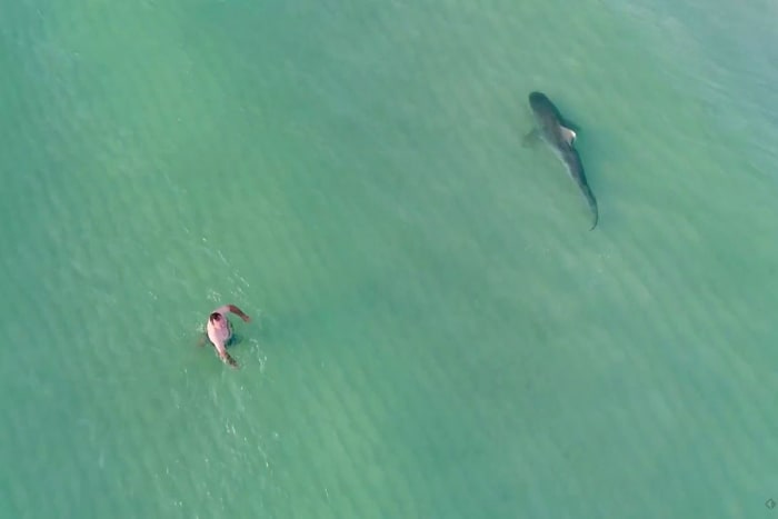Tiger shark swims dangerously close to clueless swimmers