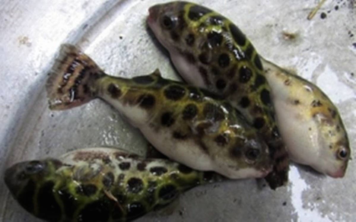 5 people die, 10 hospitalized after eating poisonous fish