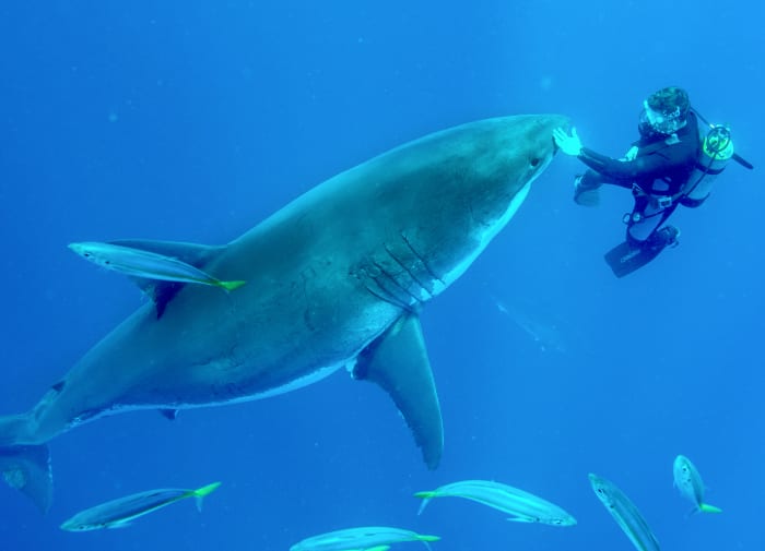 Touching huge great white sharks is fearless feat for diver; photos