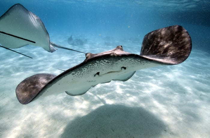 Stingray stings can be painful but are avoidable and treatable - Men's ...