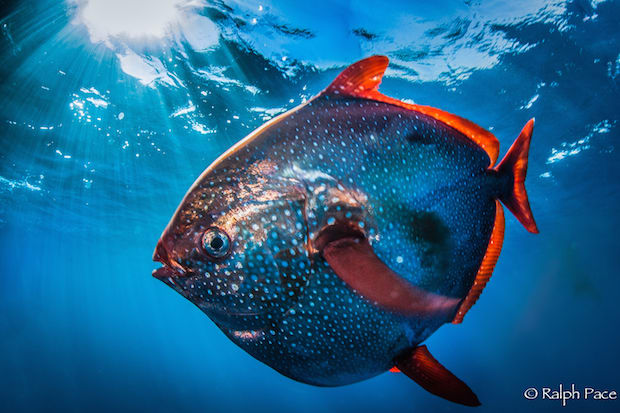 Colorful and mysterious opah found to be 'first fully warm-blooded fish'