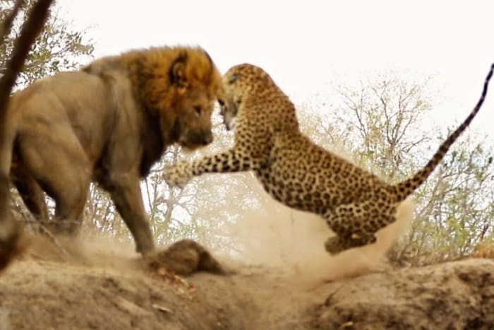 Lion scares the daylights out of leopard in ‘rarest sighting’ of guide ...