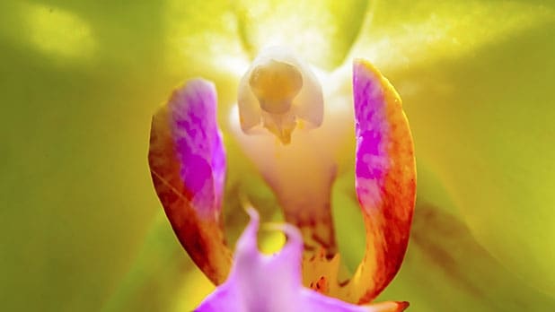 12 Things Everyone Should Know About the Clitoris